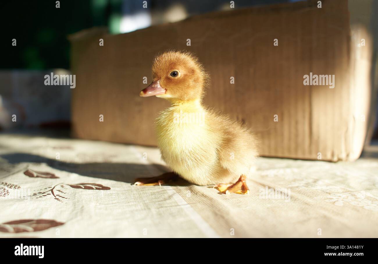 A duckling is a baby duck. Ducklings usually learn to swim by following ...