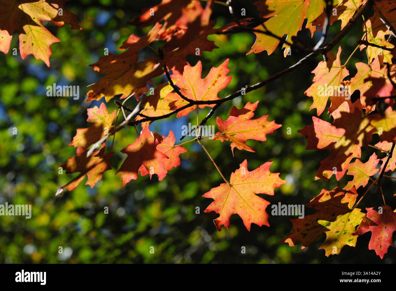 Rocky Mountain Maple Leaves turning bright colors in autumn Stock Photo ...