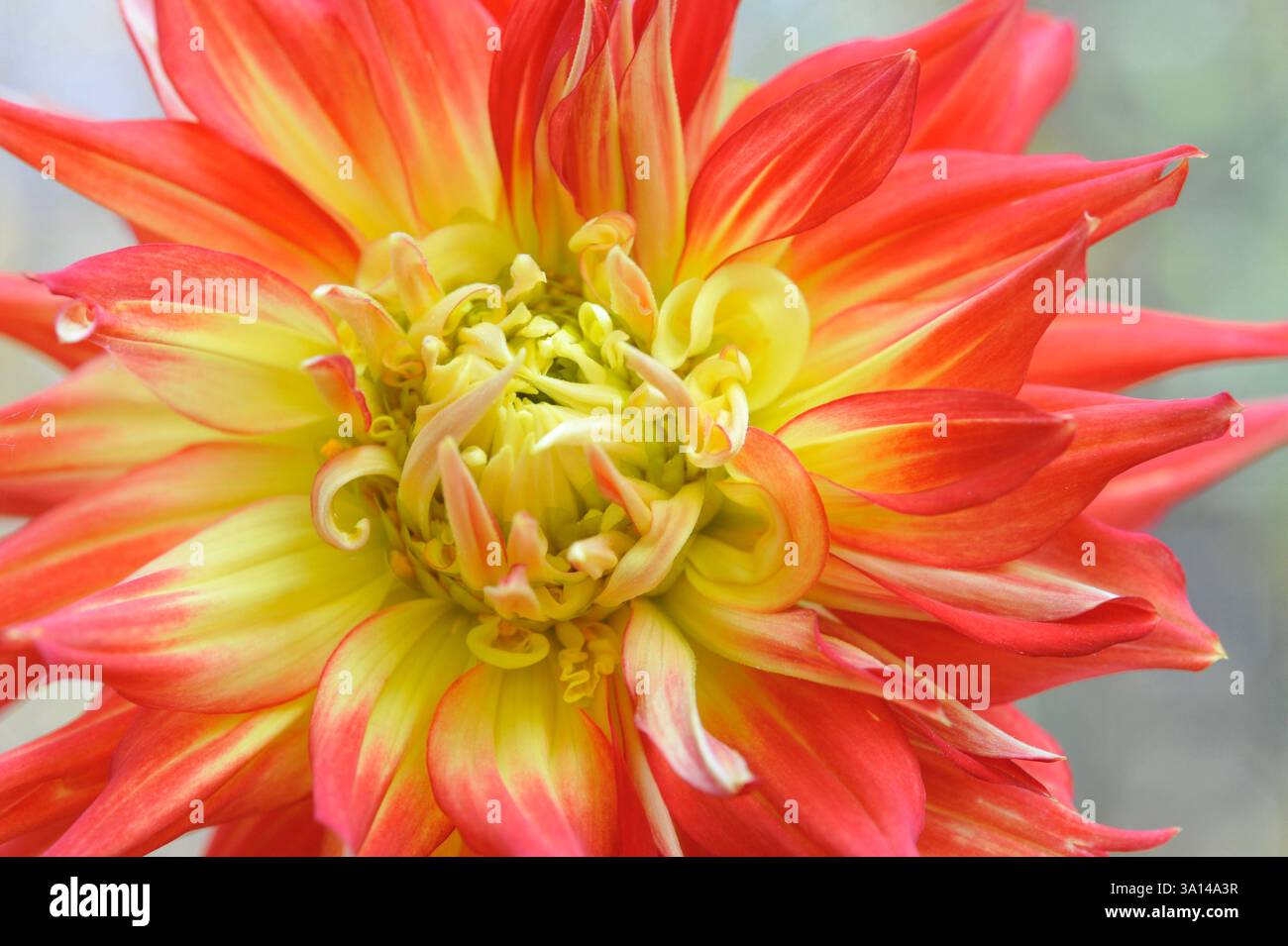 Glowing red, orange, and yellow dahlia shining in sunny garden warmth ...