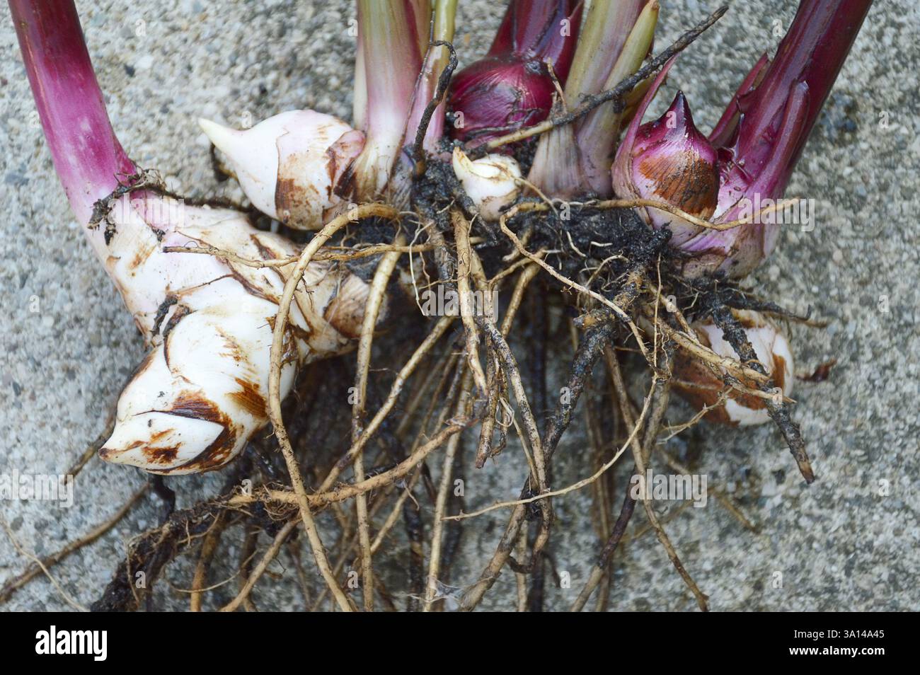 Canna rhizomes with roots, closeup Stock Photo - Alamy