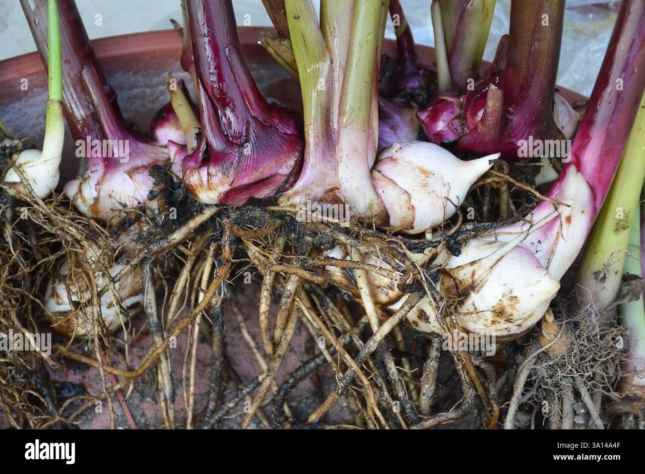 Canna rhizomes with roots, closeup Stock Photo - Alamy