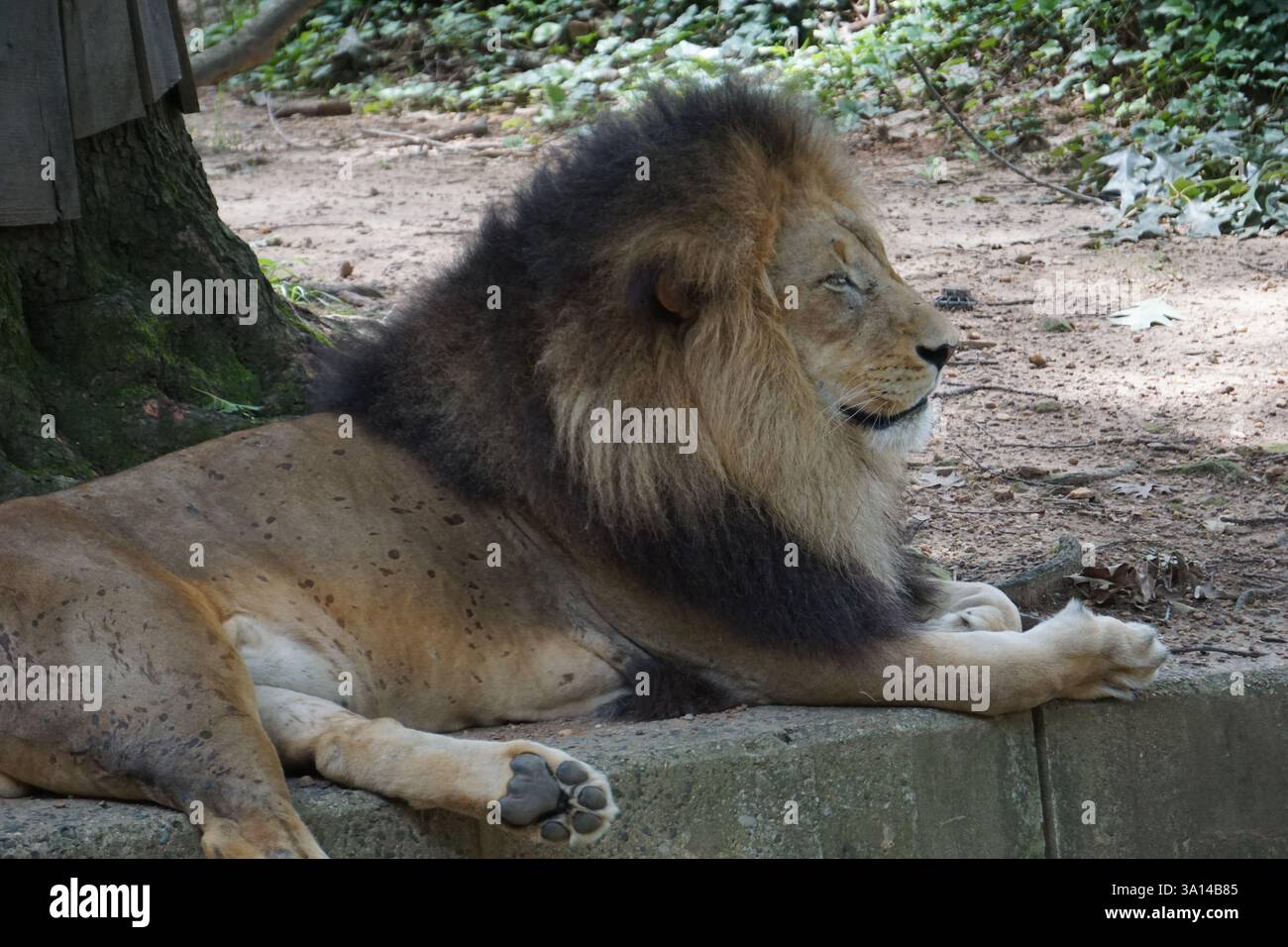 Wildlife photography: Majestic male lion with a beautiful mane rests ...