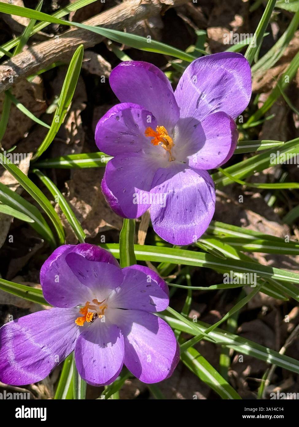 SWEET VIOLET ( - Viola odorata. Photo: Tony Gale Stock Photo - Alamy