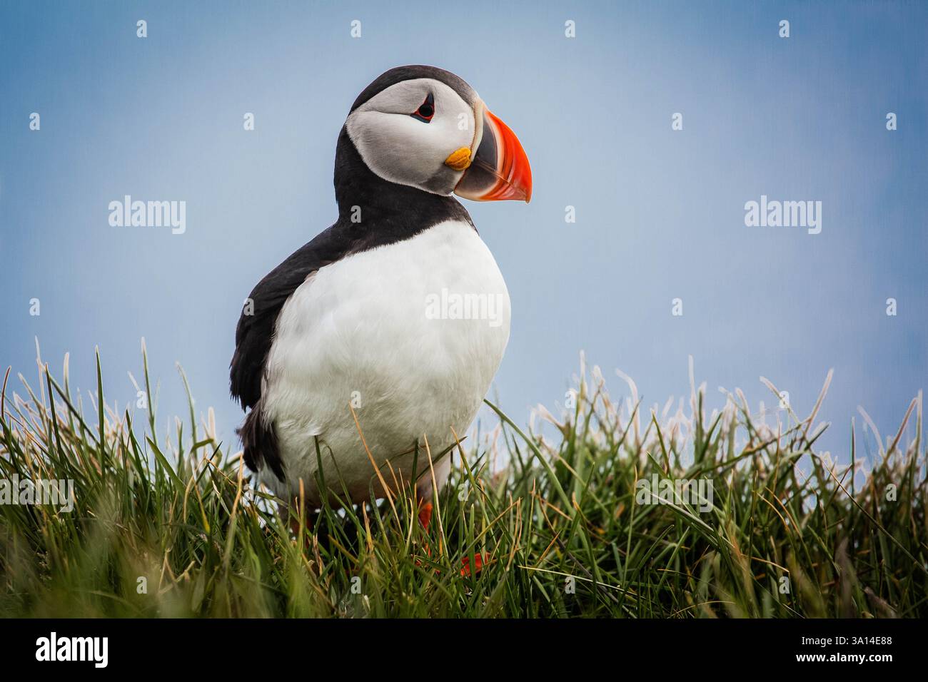 Puffin walking wildlife hi-res stock photography and images - Alamy