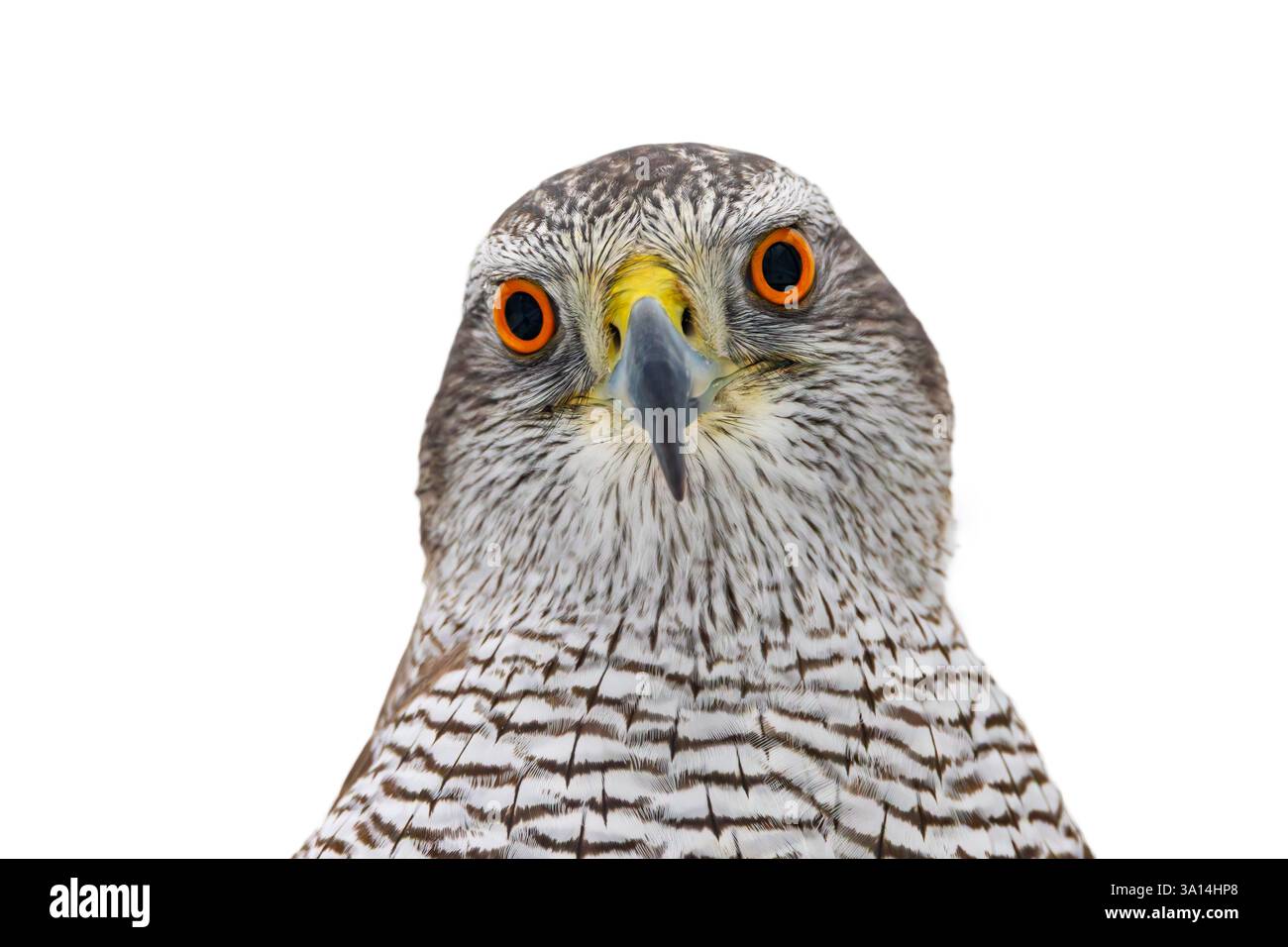 Eurasian goshawk (Astur gentilis / Accipiter gentilis) close-up ...