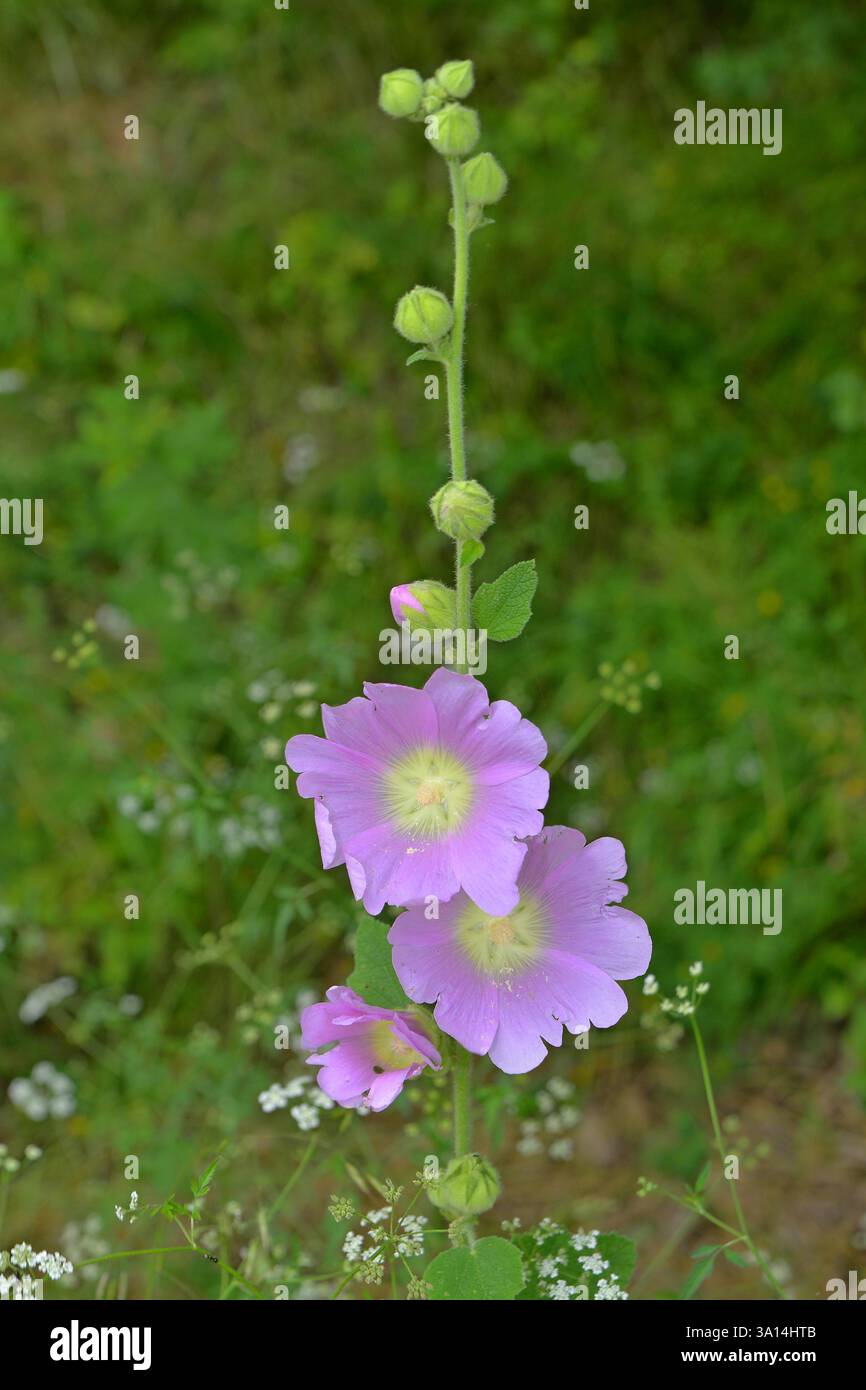 Flowers and buds of Alcea biennis in detail Stock Photo - Alamy