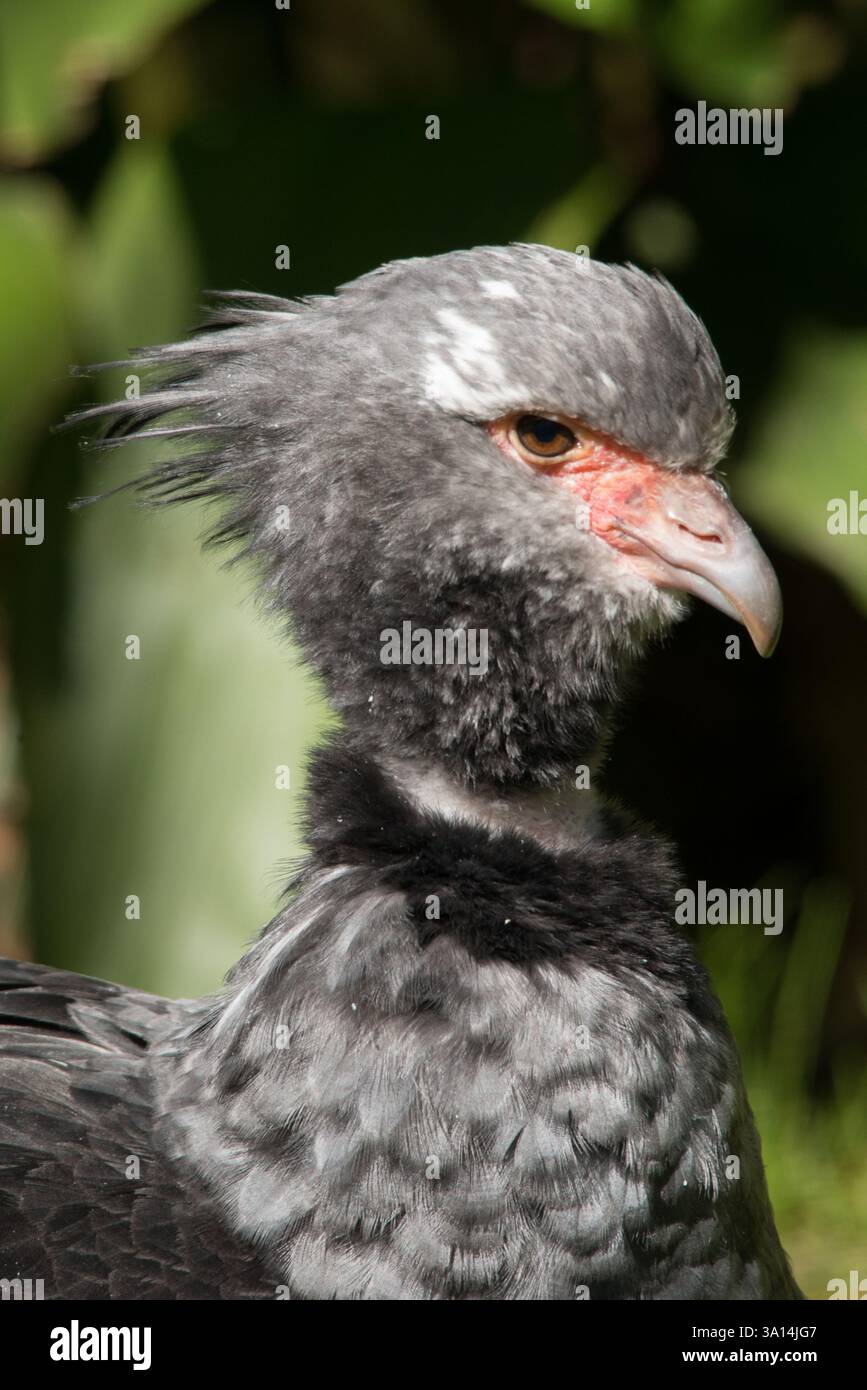 Close up southern crested hi-res stock photography and images - Alamy