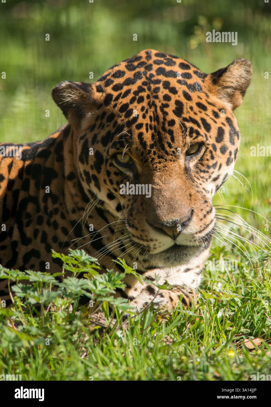 Black jaguar big cat animal hi-res stock photography and images - Alamy