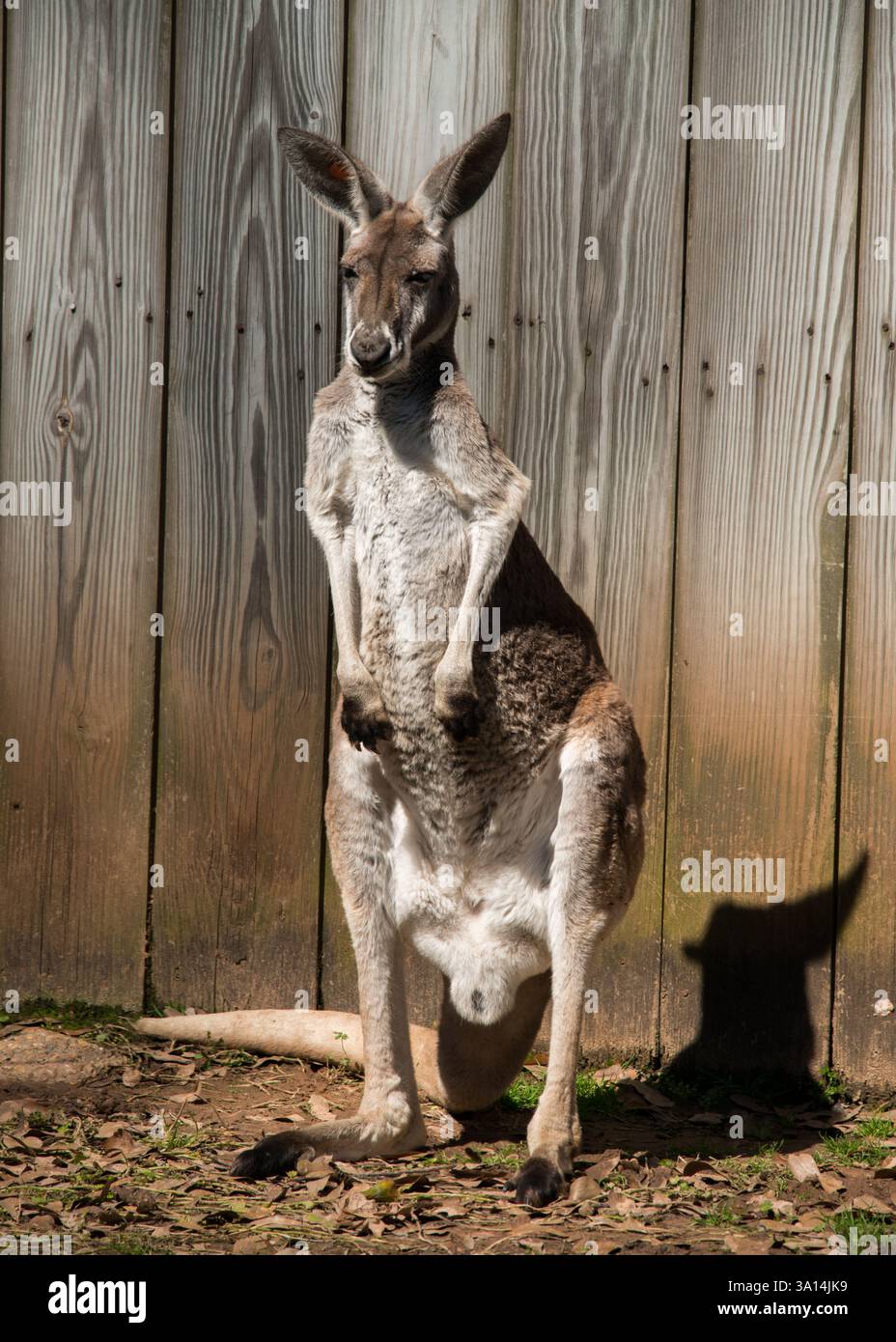 Western grey kangaroo large hi-res stock photography and images - Alamy