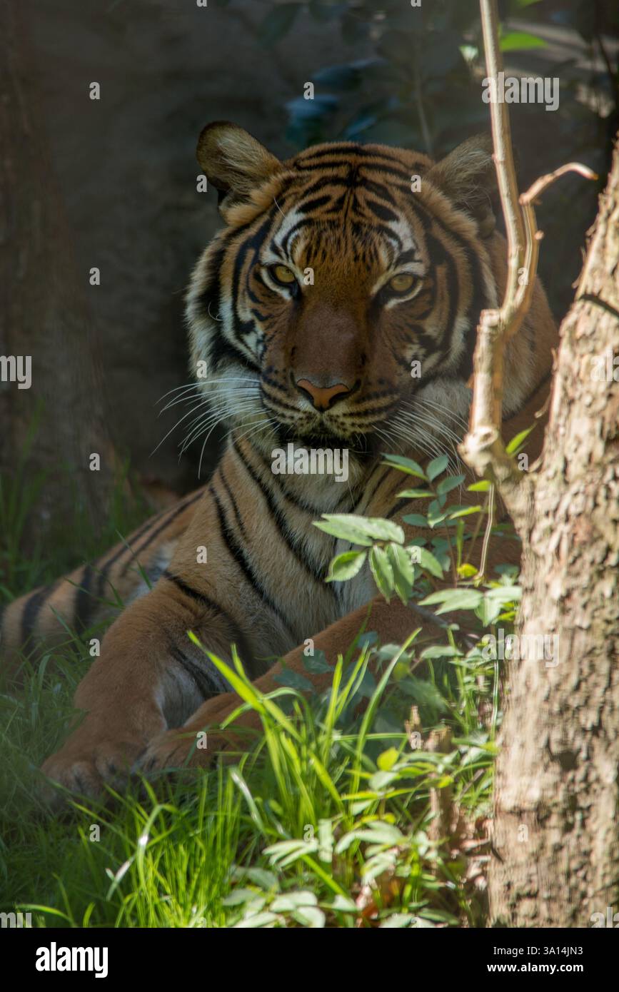 A Tiger hiding behind a tree Stock Photo - Alamy
