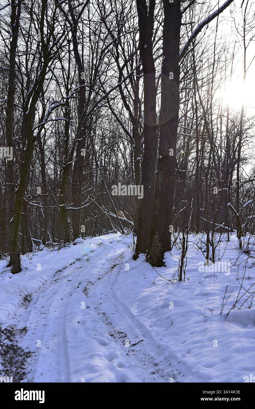 Path through beech forest hi-res stock photography and images - Alamy