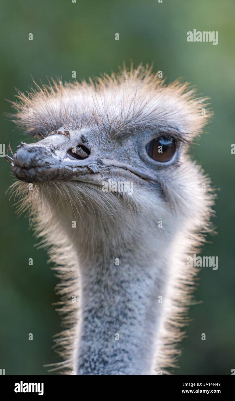 Ostrich staring with wide eyes, long neck and fluffy feathers in its ...