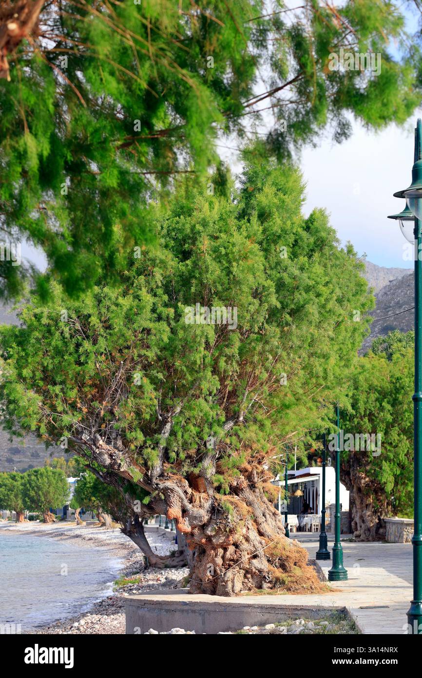 Old gnarled tamarisk tree, (tamarix or salt cedar - tamaricaceae ...