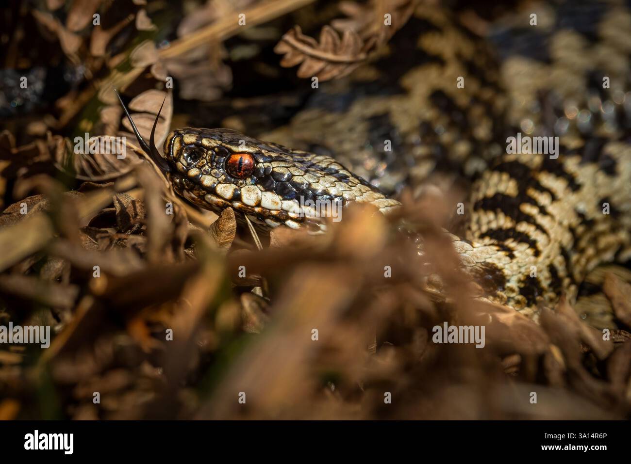 Adders basking in Spring sunahine Stock Photo - Alamy