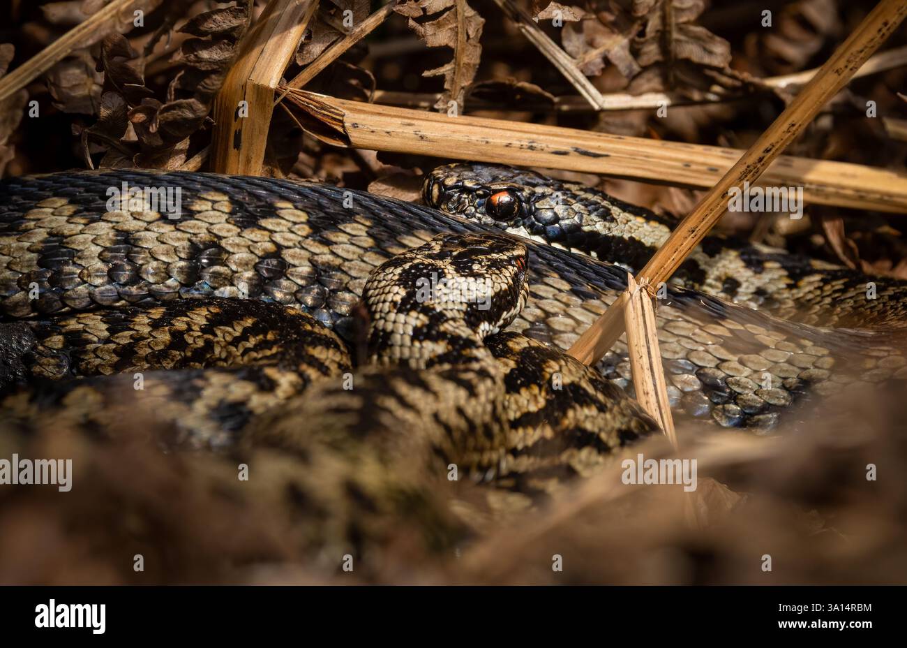 Adders basking in sun hi-res stock photography and images - Alamy