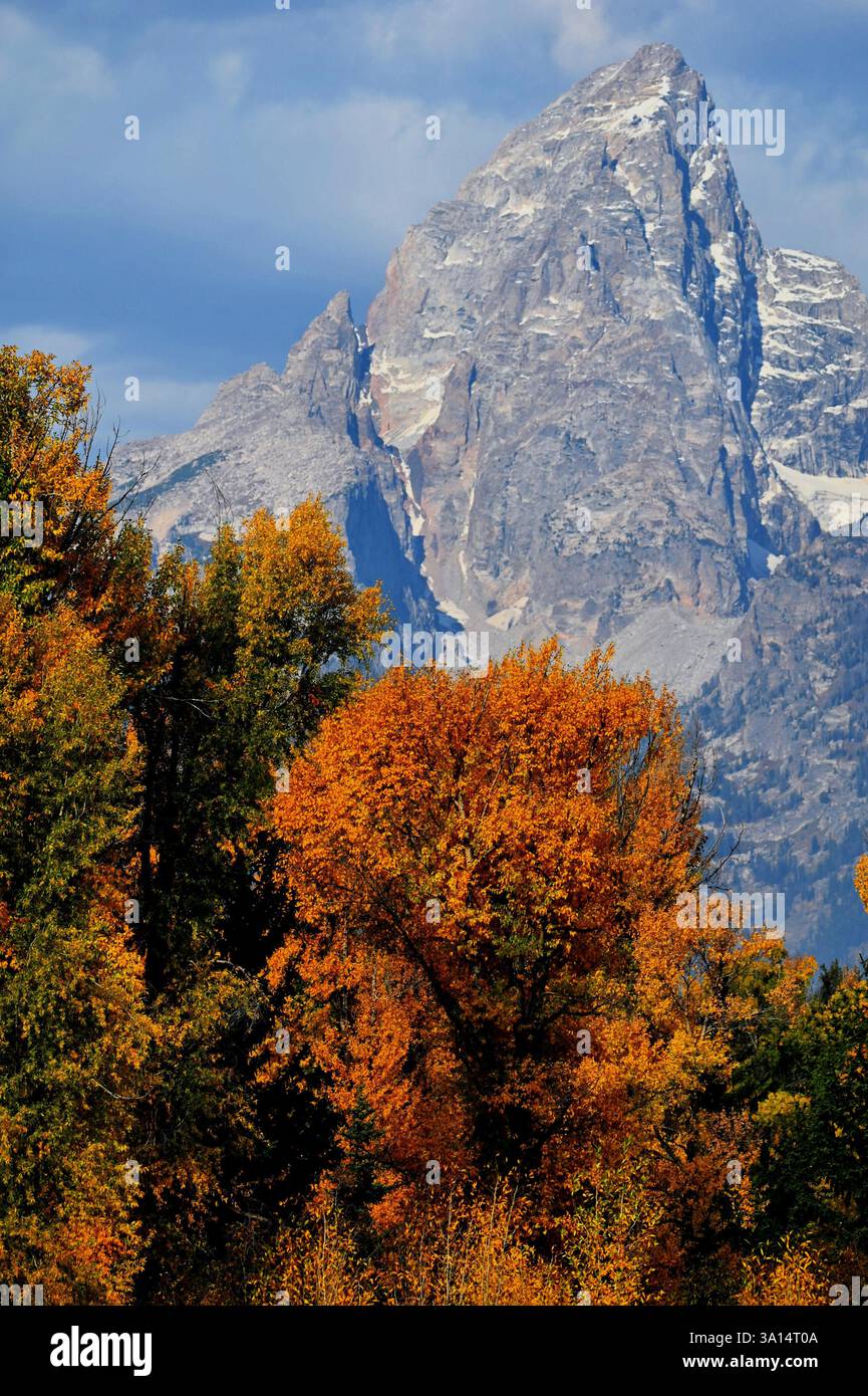 Grand Teton in Fall Foliage Stock Photo - Alamy
