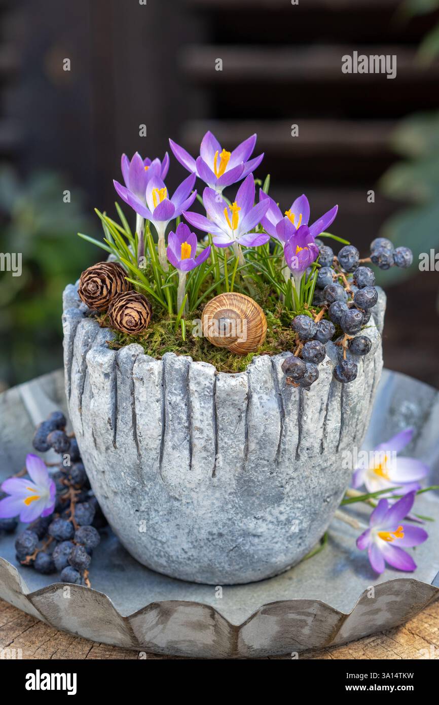 purple crocus flowers in a vintage pot in the garden Stock Photo - Alamy