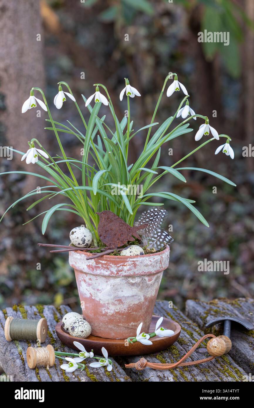 snowdrops in a vintage terracotta pot in the garden Stock Photo - Alamy