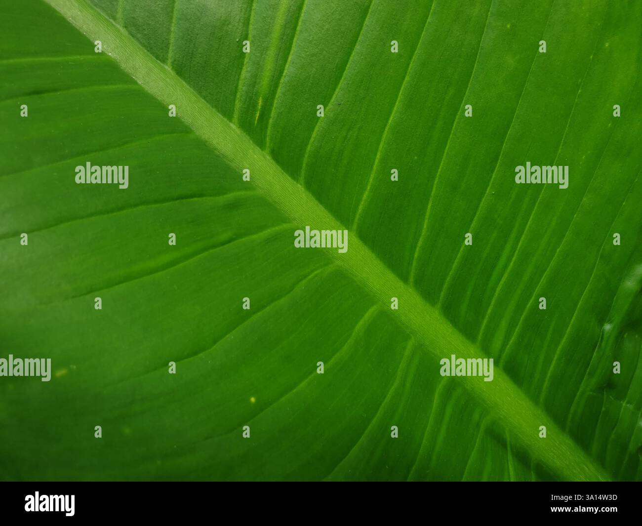 Greenery background, green color of nature plant and leaf environment ...