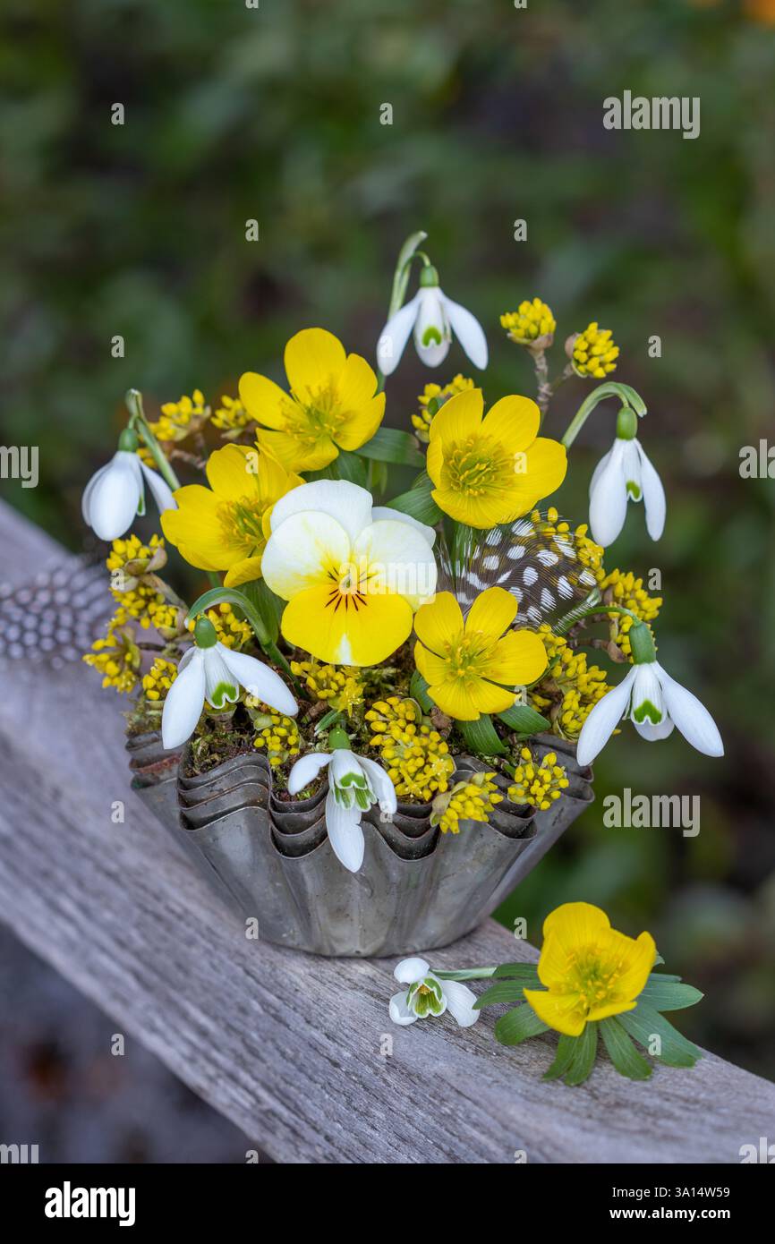 flower arrangement of yellow viola flower, snowdrops and cornell cherry ...