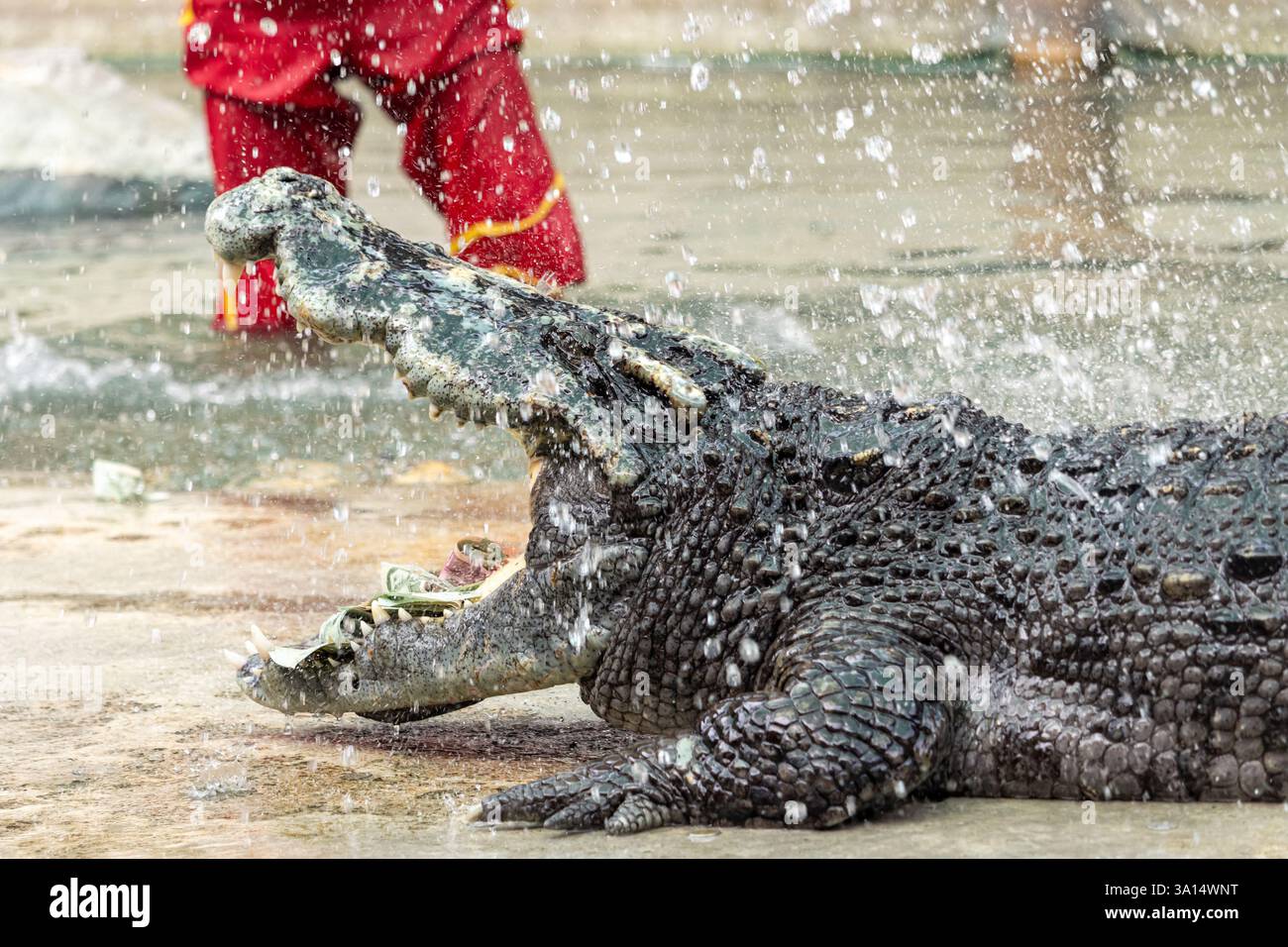 Crocodile lies in the pool for a show with an open jaw full of ...