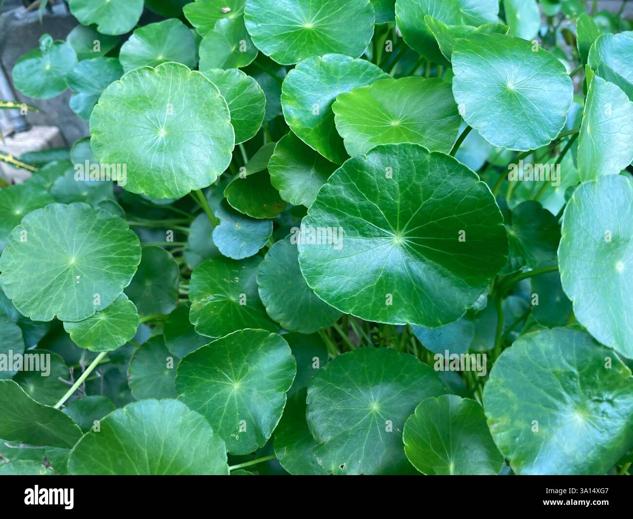 Greenery background, green color of nature plant and leaf environment ...