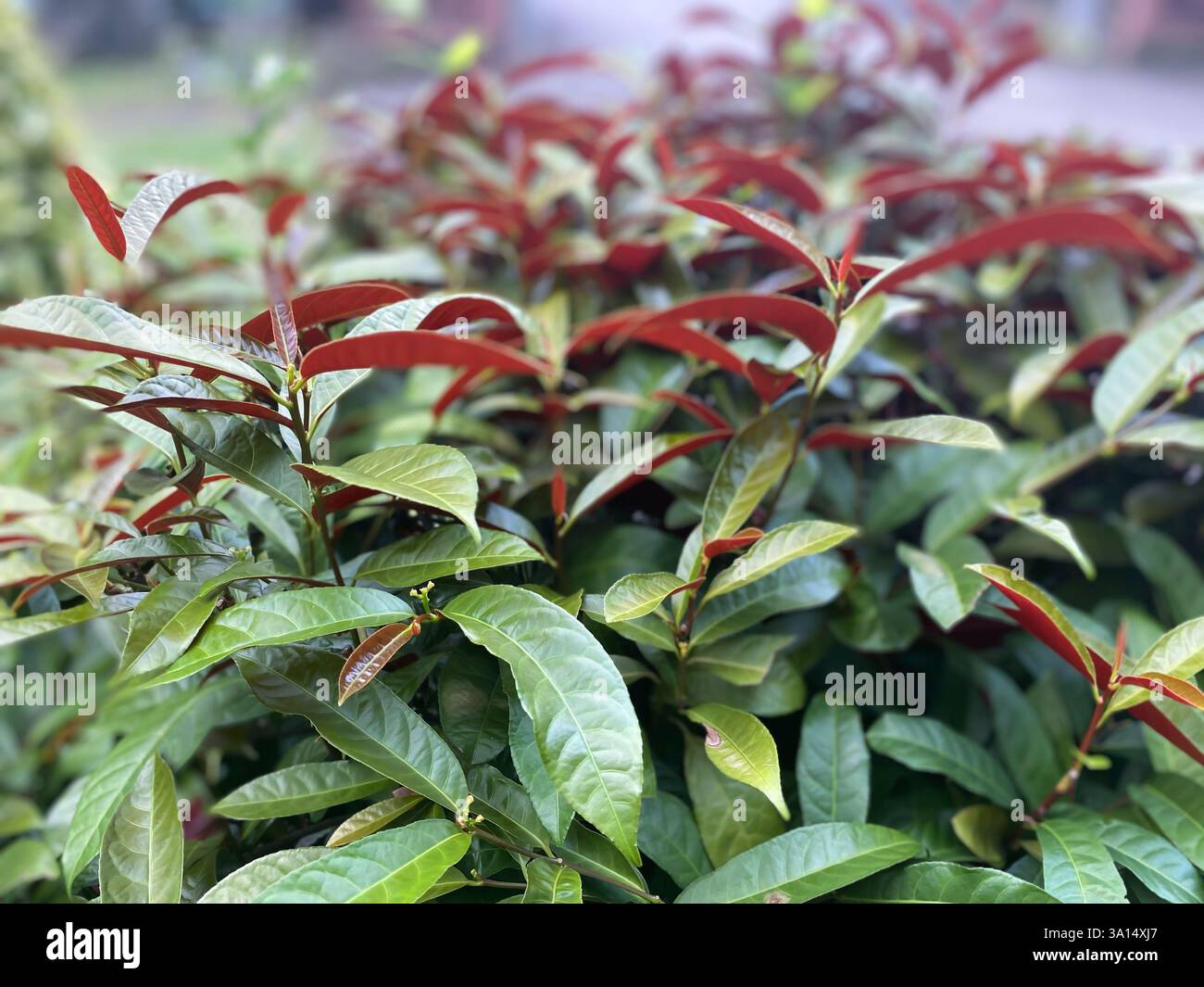 Greenery background, green color of nature plant and leaf environment ...