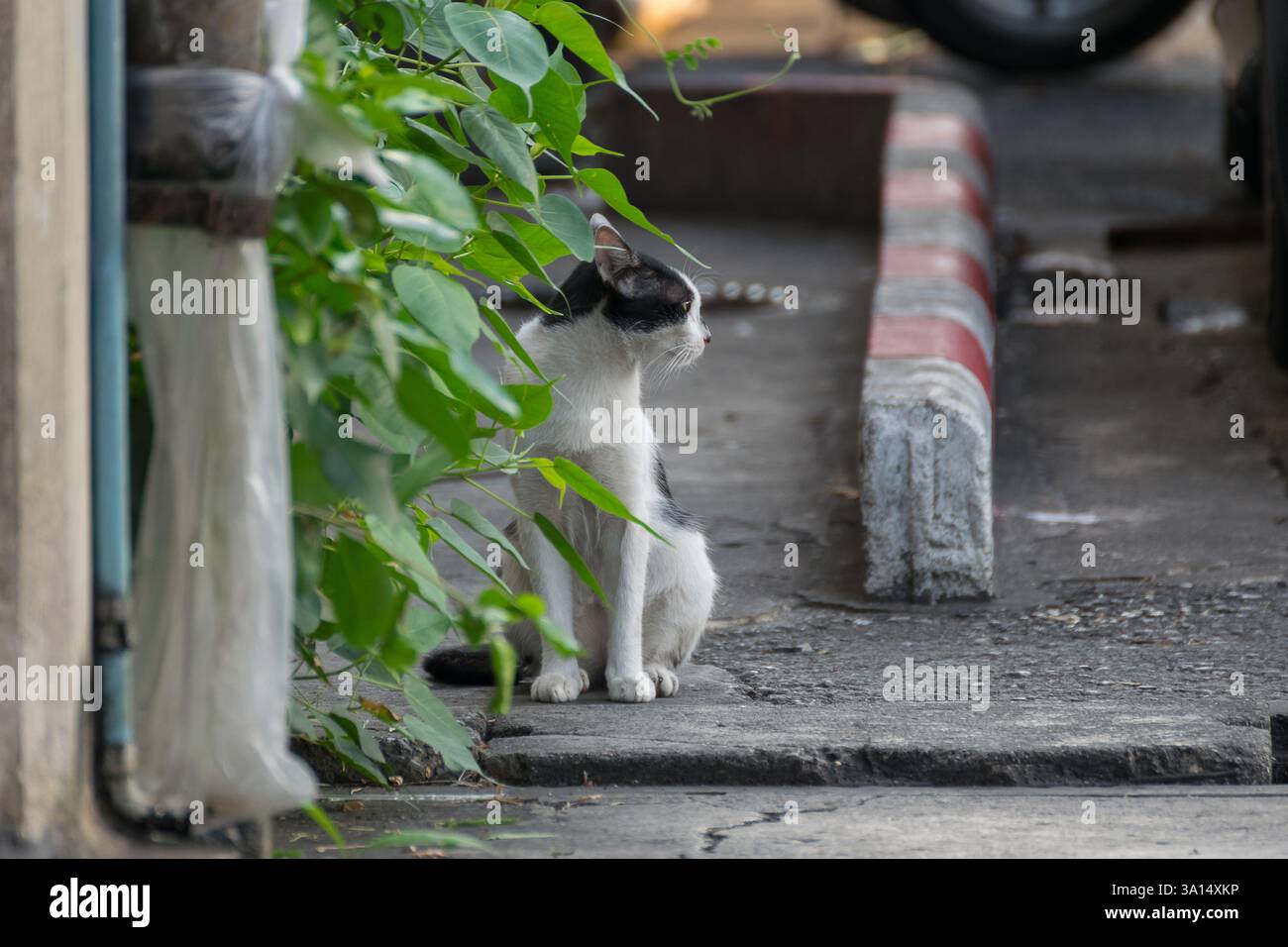 Thai cute cat sit on floor Stock Photo - Alamy