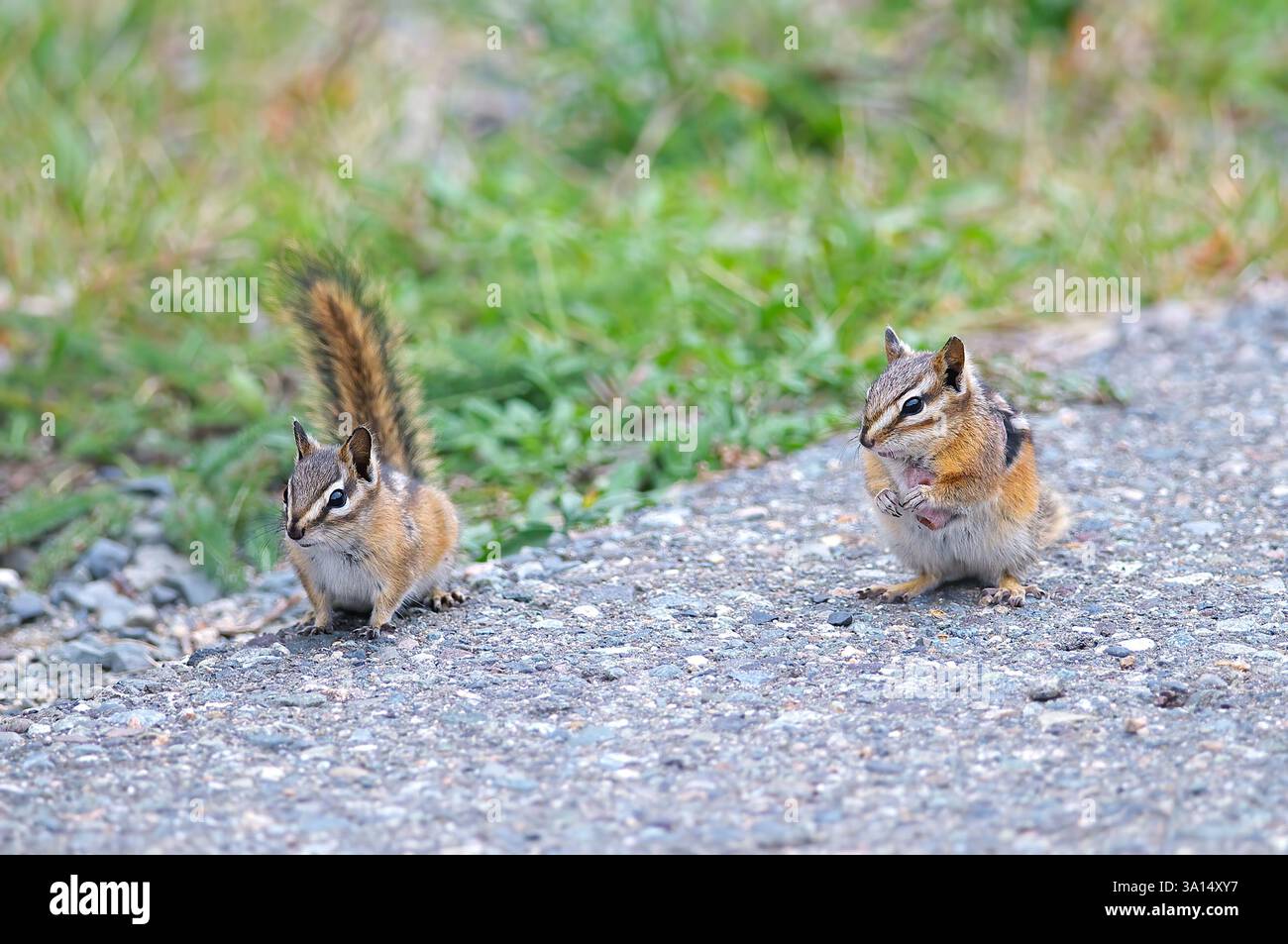 A pair of Yellow-pine Chipmunks (Neotamias amoenus) - on a gravel path ...