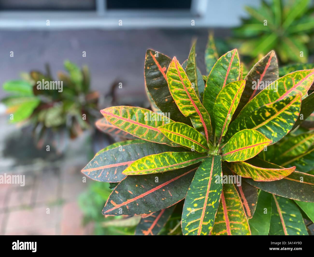 Greenery background, green color of nature plant and leaf environment ...