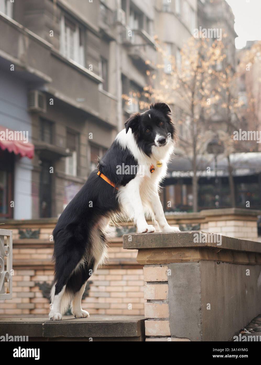 A black and white border collie stands attentively on a stone structure ...