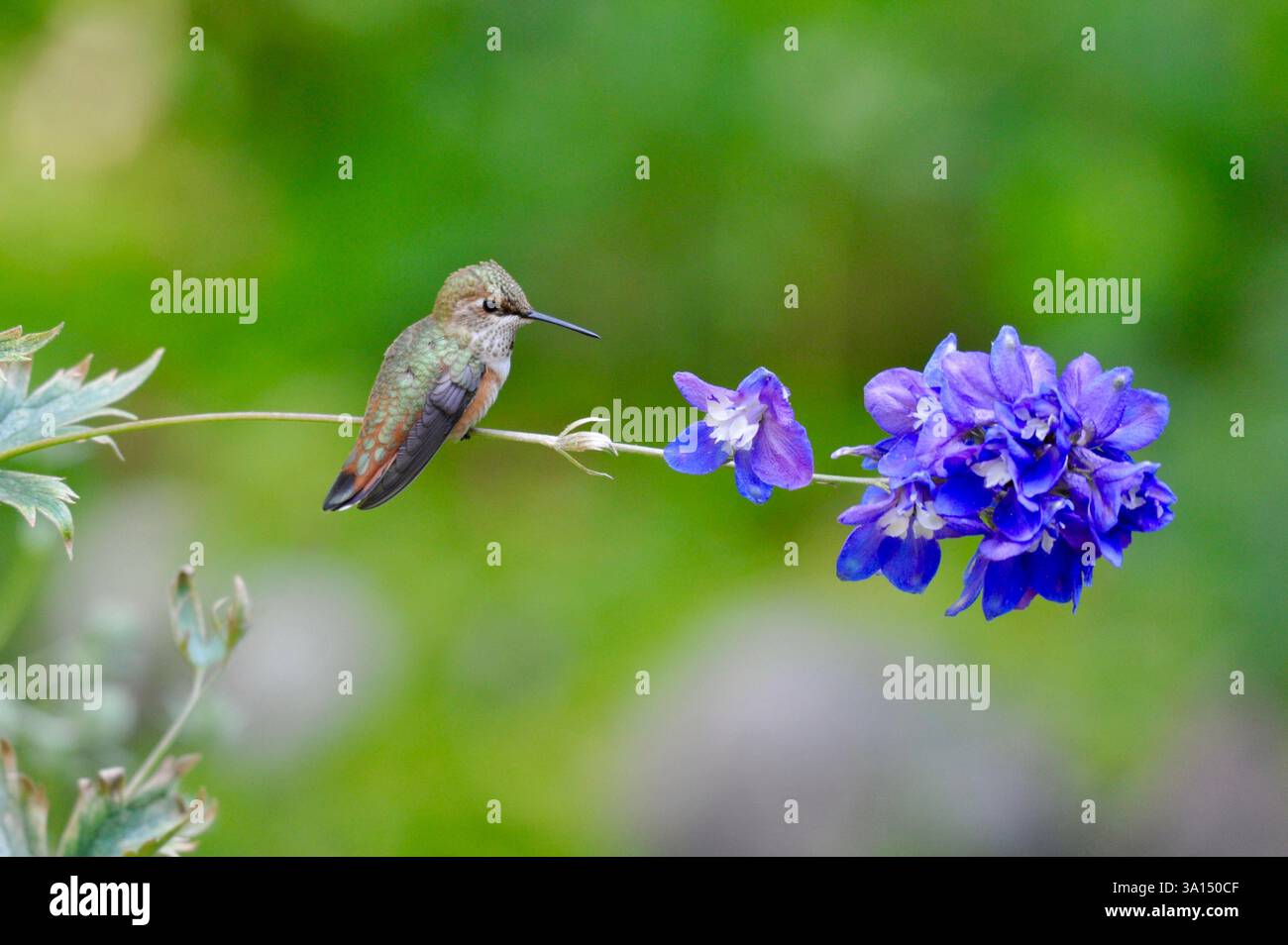 A resting female (or immature male) Rufous Hummingbird perches on ...