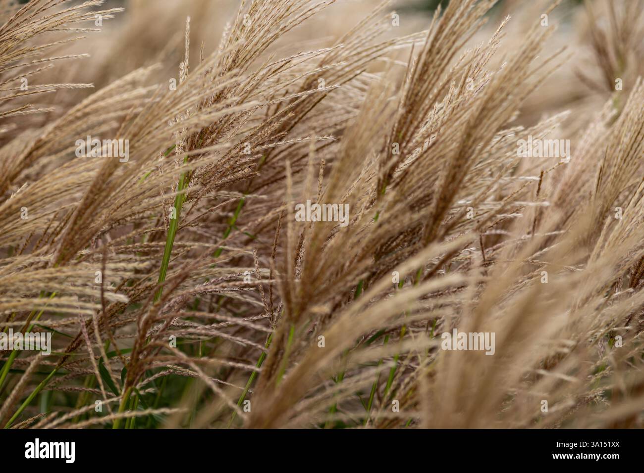 Close-up view of golden ornamental grasses swaying in the wind in a ...