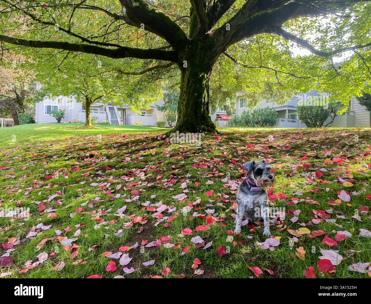 miniature schnauzer in a clearing under a big tree Stock Photo - Alamy