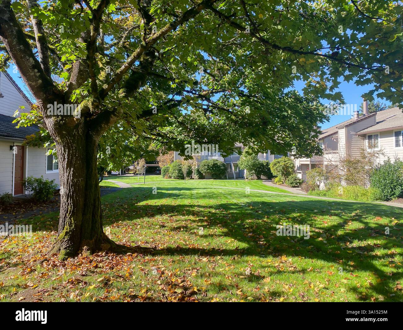 clearing under a big tree Stock Photo - Alamy