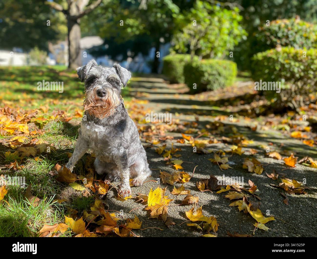 miniature schnauzer in a clearing under a big tree Stock Photo - Alamy