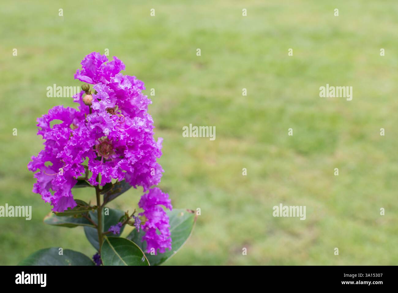 Flower (Lagerstroemia, Crape myrtle, Crepe myrtle, Muang Saa-ree ...