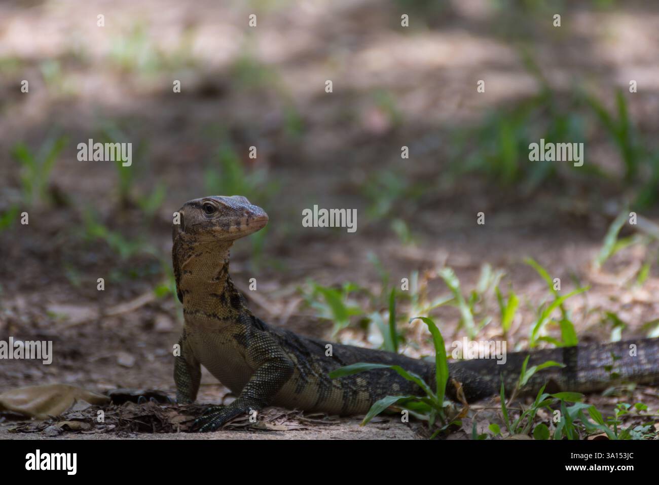 Asian water monitor lizard outdoor nature in a park Stock Photo - Alamy