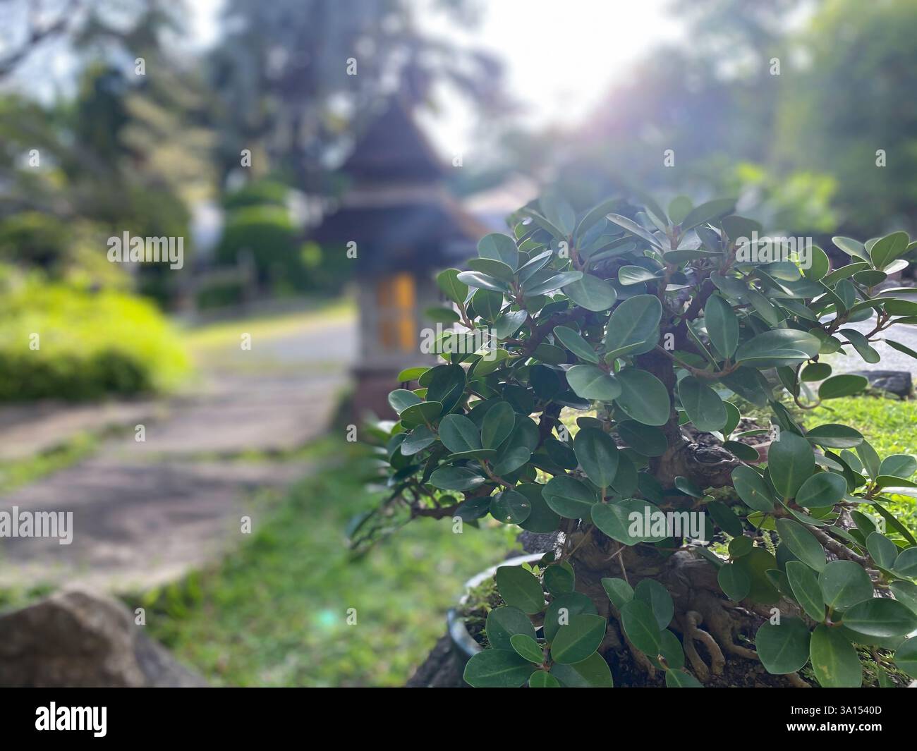 Greenery background, green color of nature plant and leaf environment ...