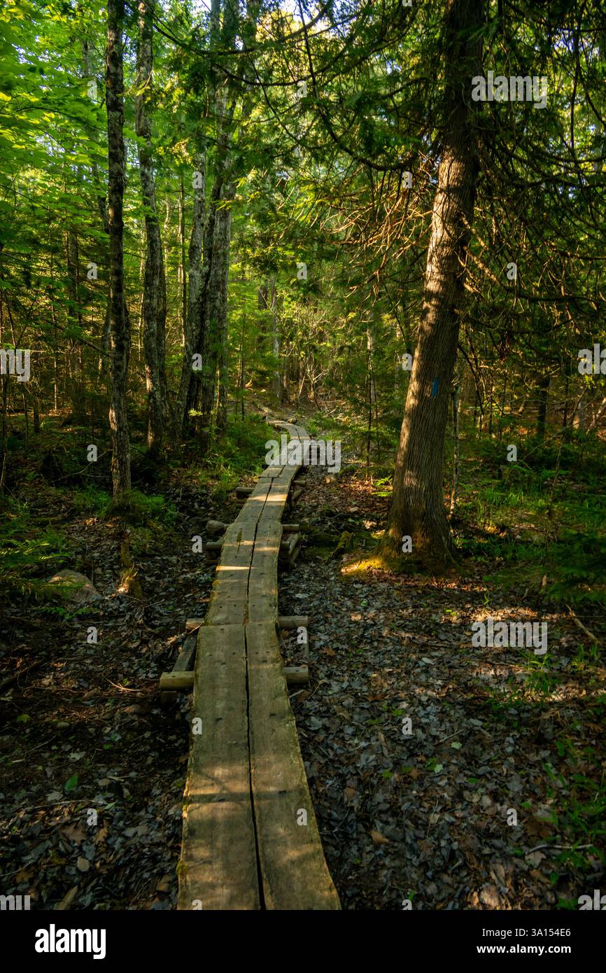 Narrow Boardwalk Snakes through Forest in Acadia National Park Stock ...