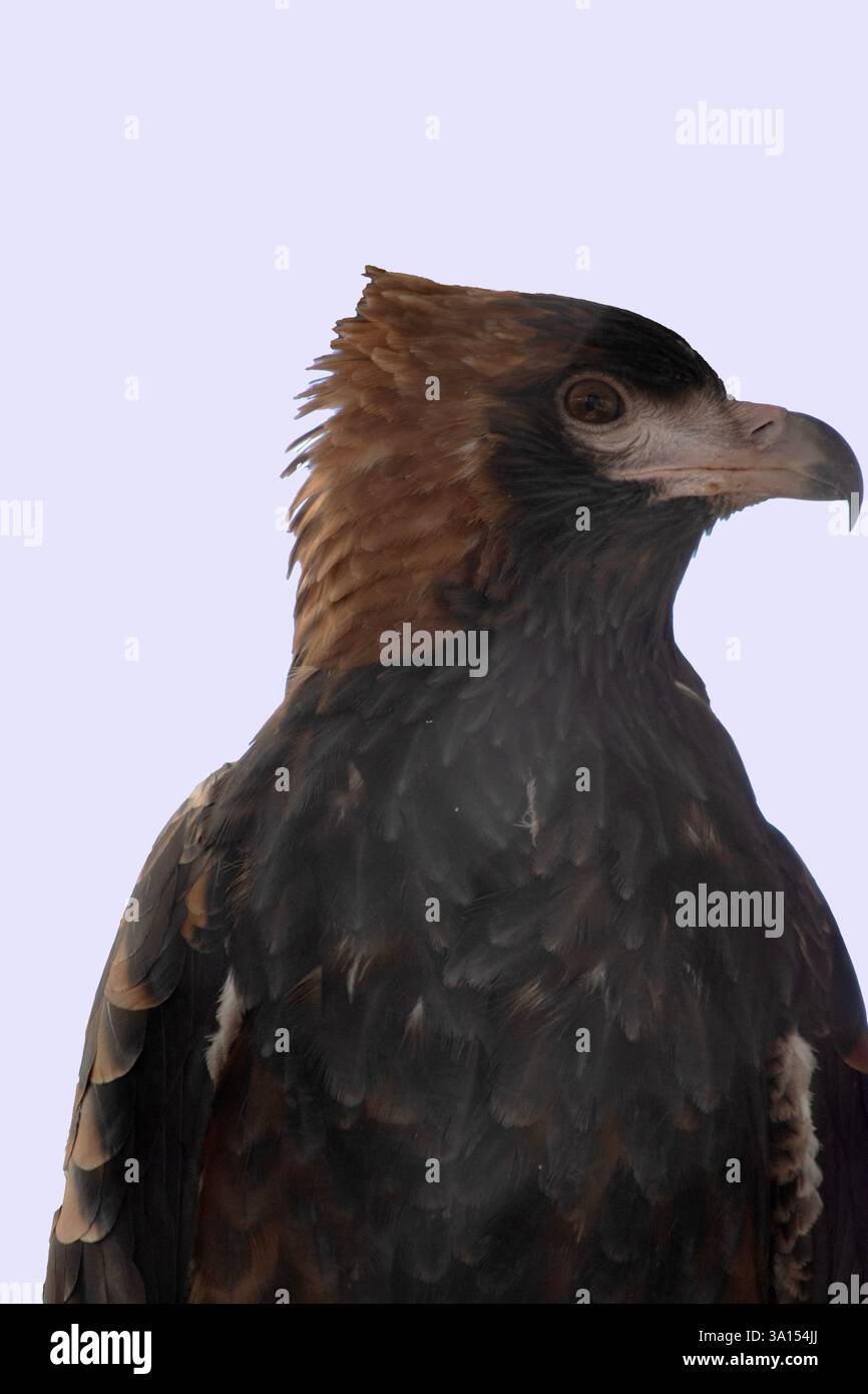 The black breasted buzzard is quite large with broad, rounded wings ...