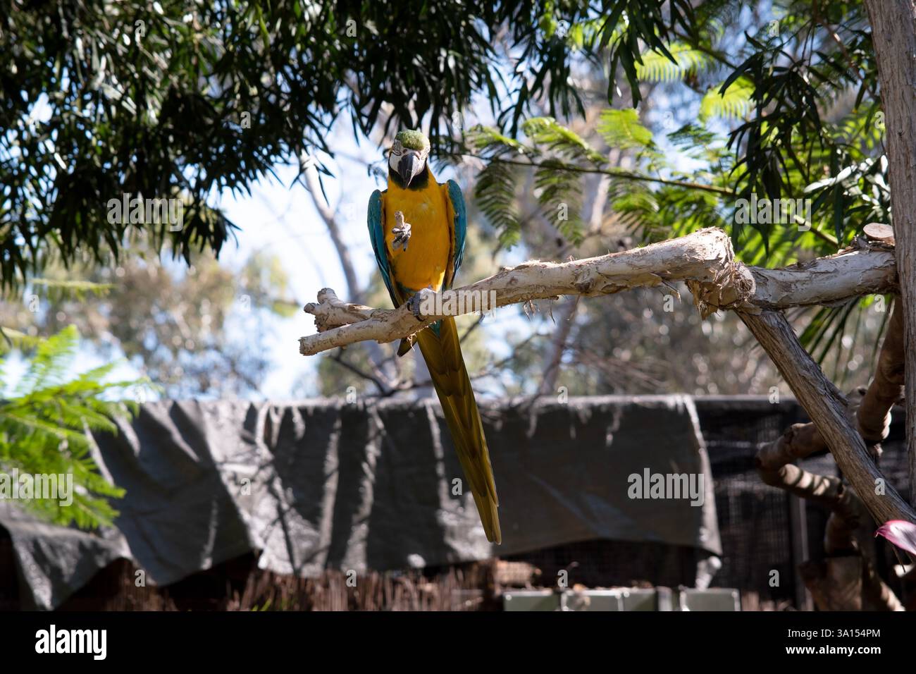 the blue and gold Macaw has back and upper tail feathers of the blue ...