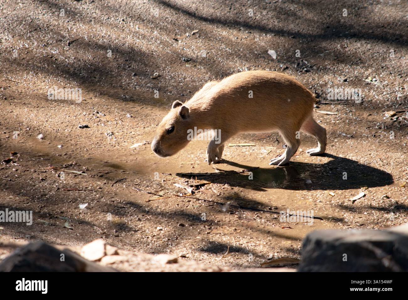 Capybara is a giant cavy rodent native to South America. It is the ...