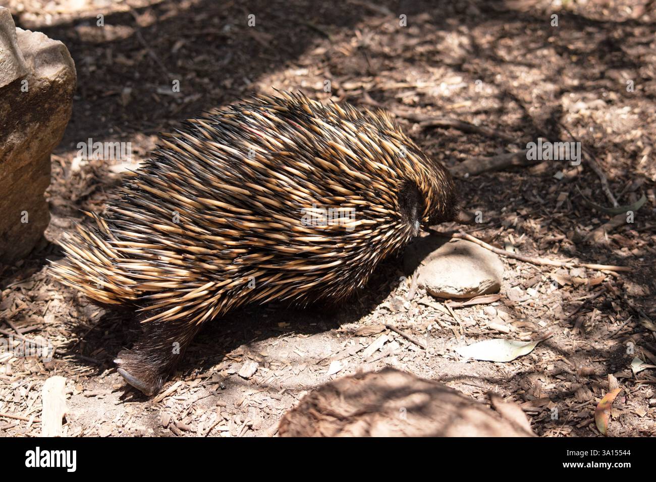 the short nosed echidna has strong-clawed feet and spines on the upper ...