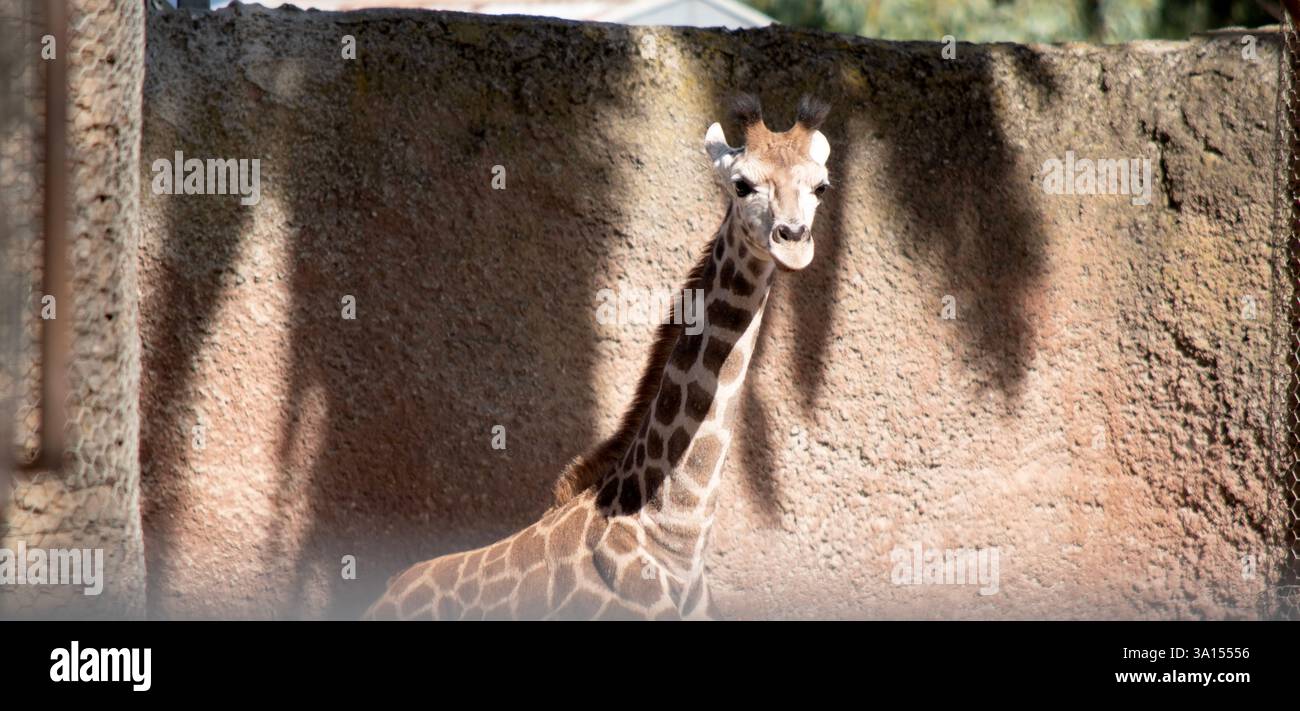 The giraffe is the tallest of all mammals. The legs and neck are ...