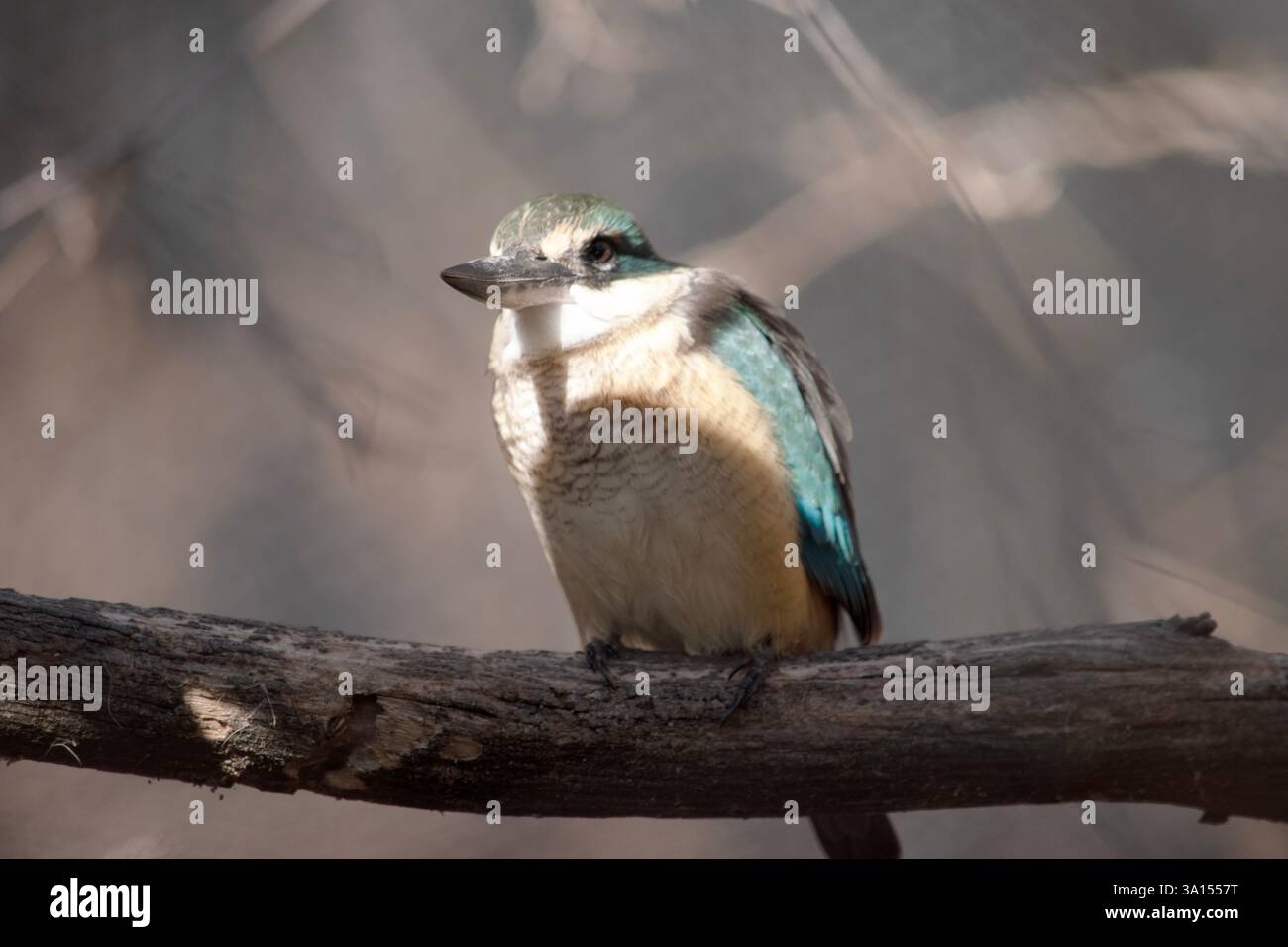 the scared kingfisher has a turquoise back, turquoise blue rump and ...
