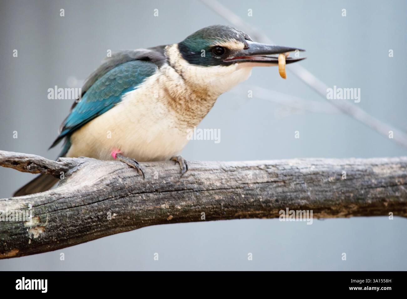 the scared kingfisher has a turquoise back, turquoise blue rump and ...