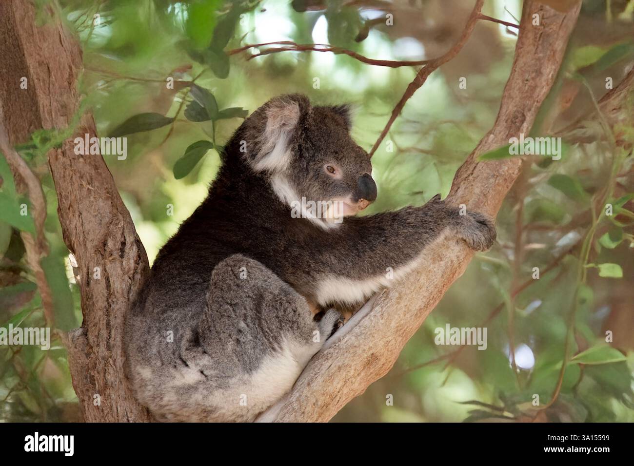 the Koala has a large round head, big furry ears and big black nose ...