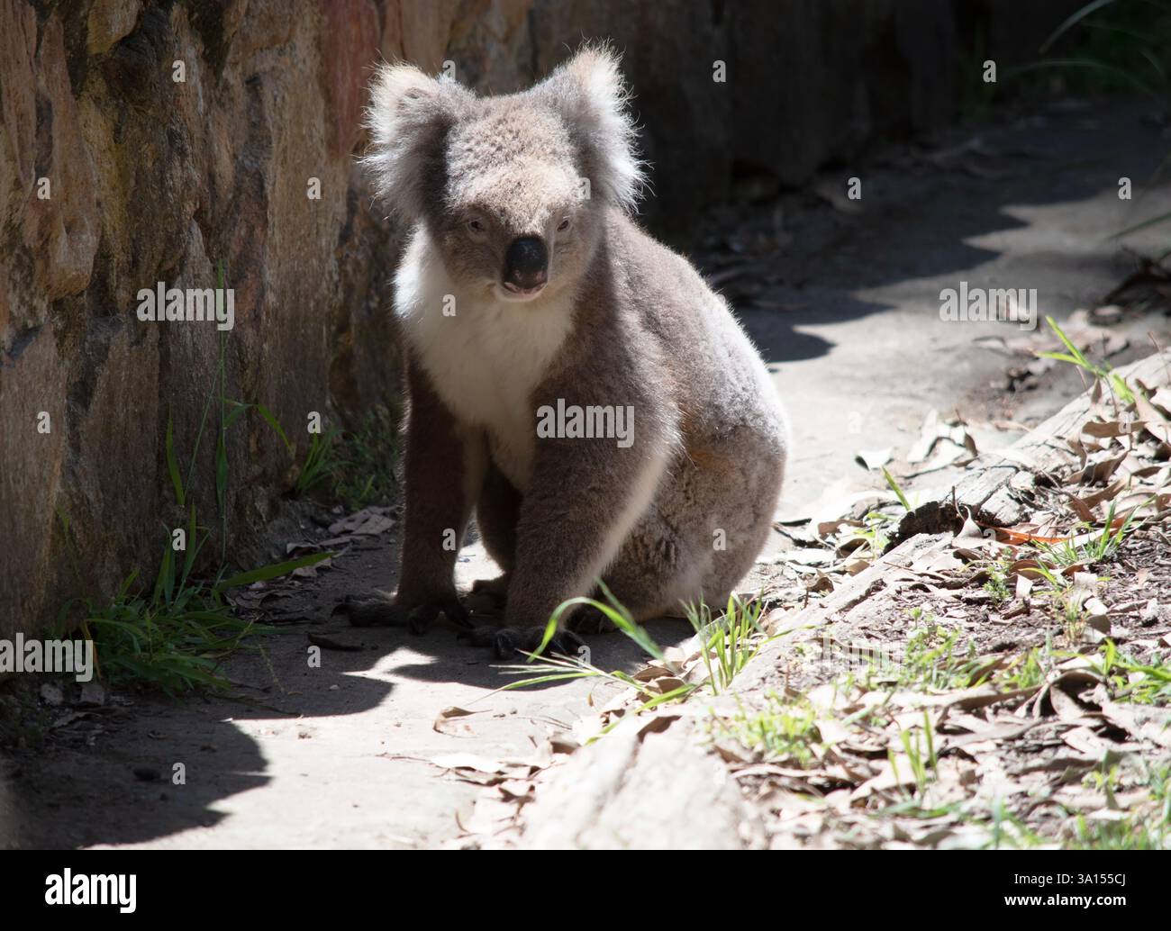 the Koala has a large round head, big furry ears and big black nose ...