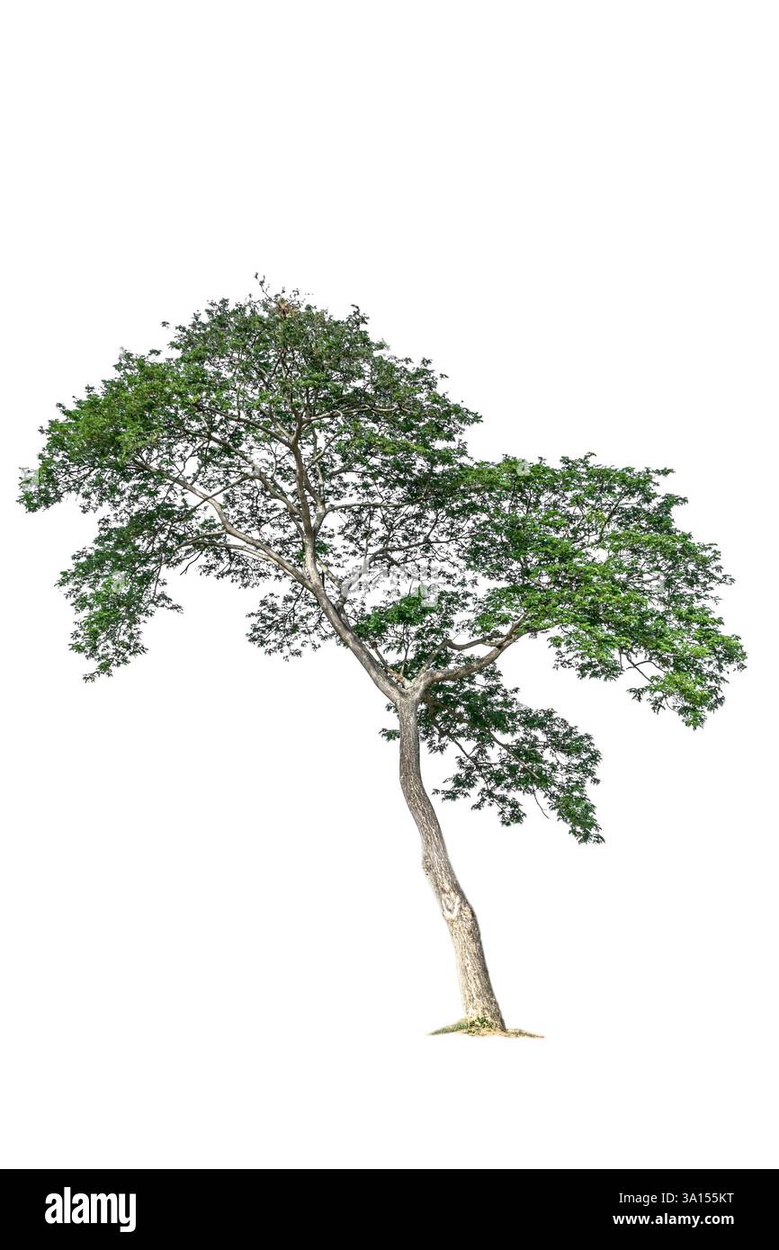 Tree green color isolated on white background Stock Photo - Alamy